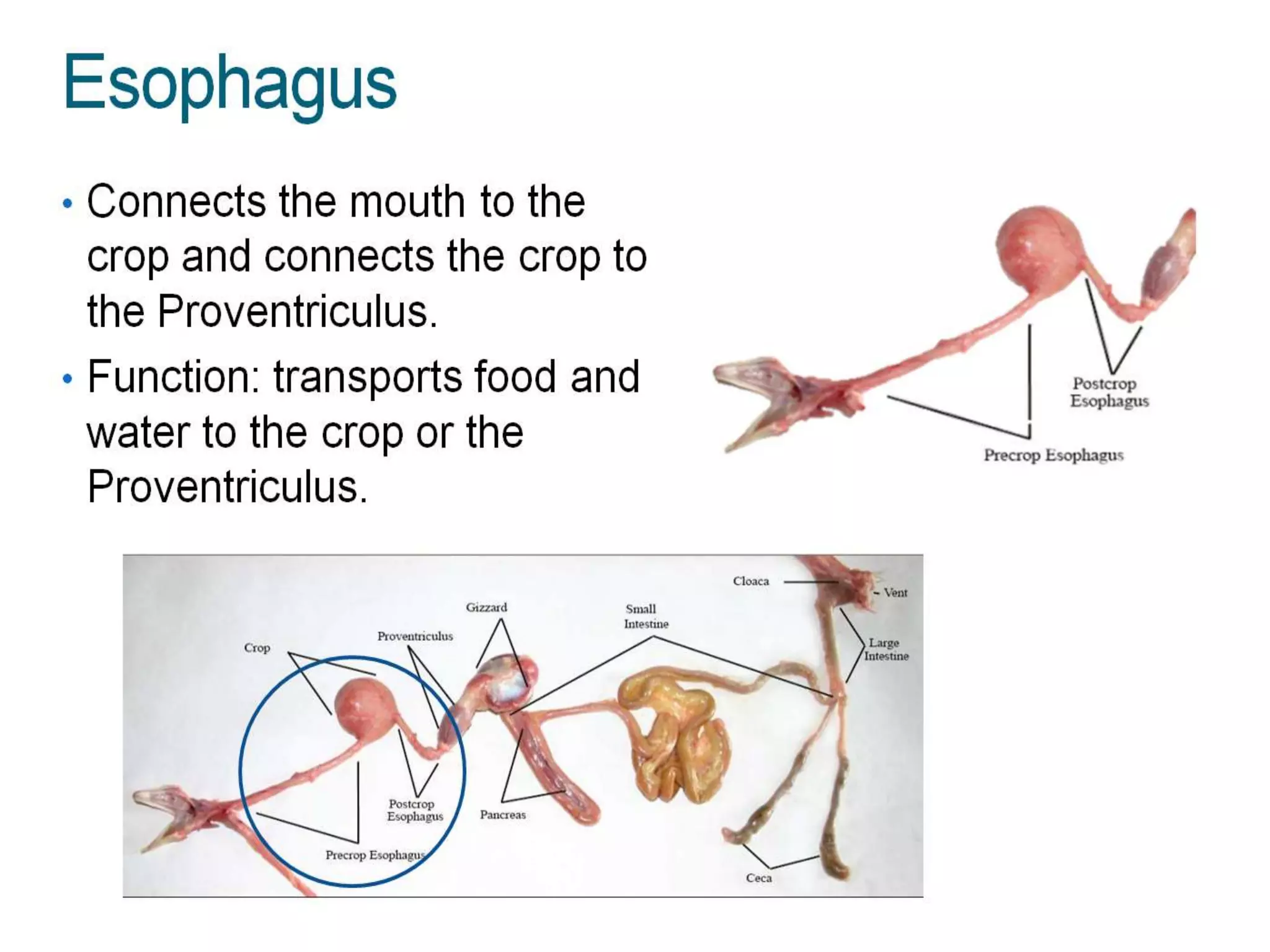 pOULTRY DIGESTION.pptx