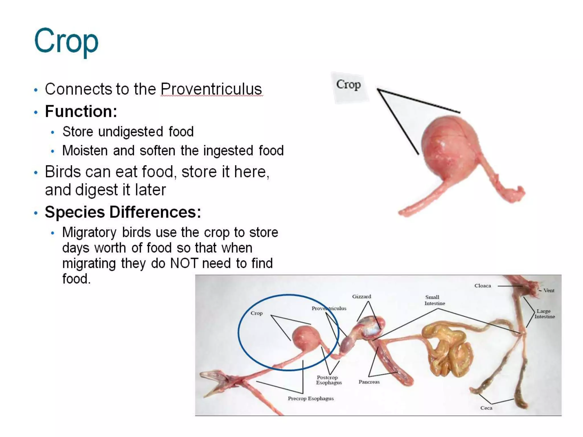 pOULTRY DIGESTION.pptx