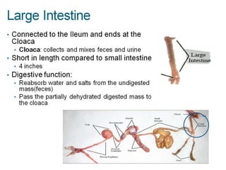 pOULTRY DIGESTION.pptx