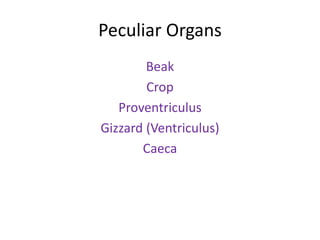 pOULTRY DIGESTION.pptx