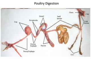 pOULTRY DIGESTION.pptx