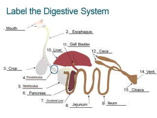 pOULTRY DIGESTION.pptx