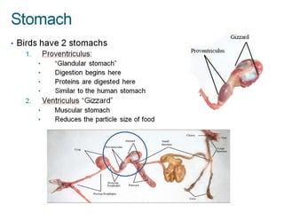 pOULTRY DIGESTION.pptx