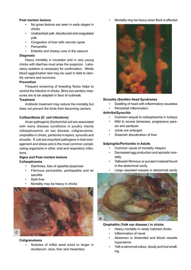 Poultry diseases | PDF