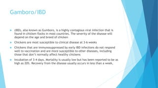 Poultry diseases | PPTX