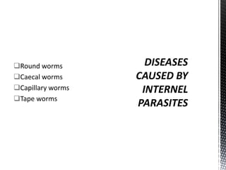 Poultry diseases | PPTX