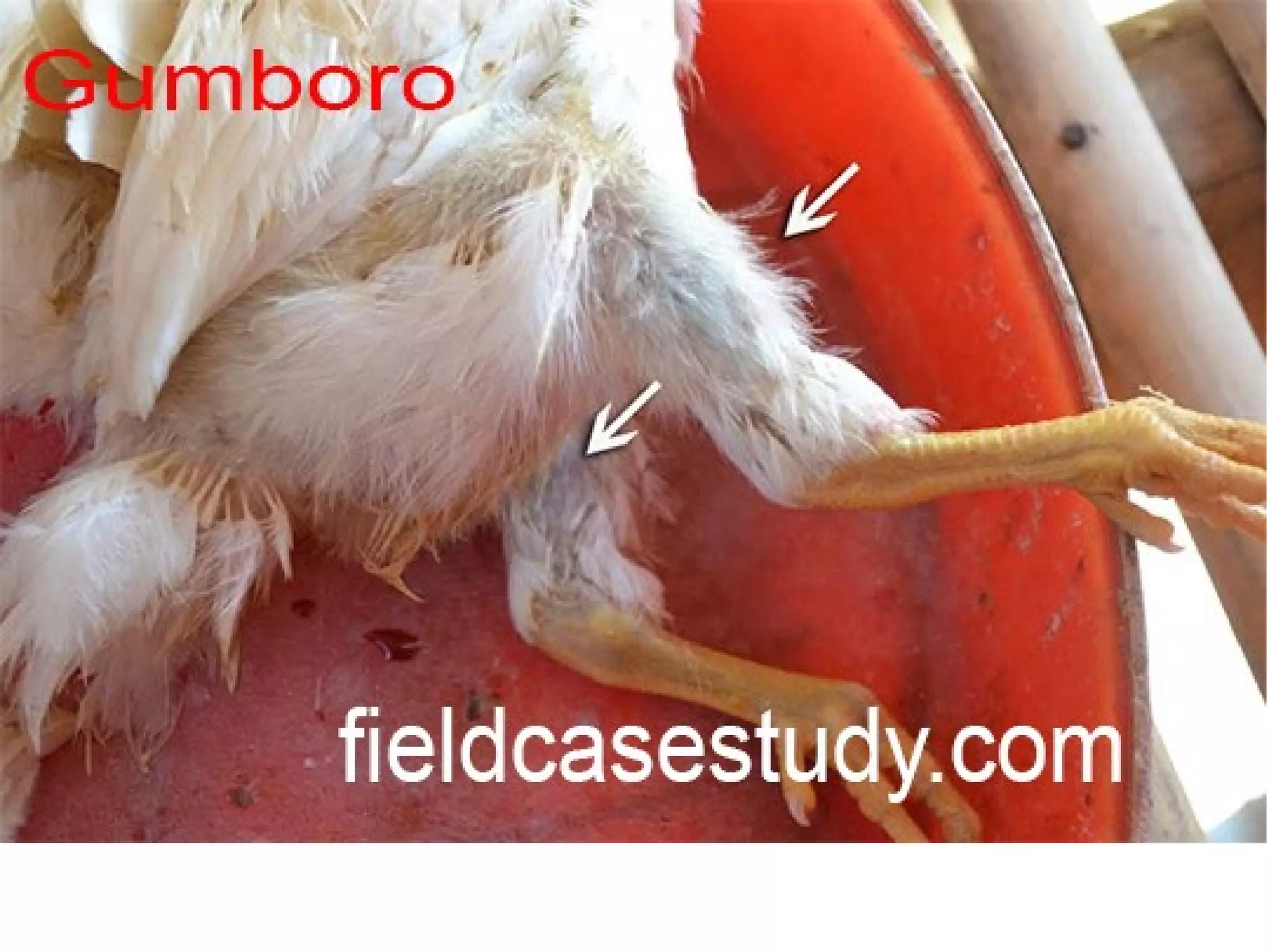 Poultry Diseases, Avian Diseases, Common Chicken Diseases,doencas de ...