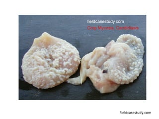 Poultry Diseases, Avian Diseases, Common Chicken Diseases,doencas de ...