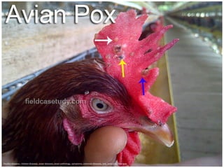 Poultry Diseases, Avian Diseases, Common Chicken Diseases,doencas de ...