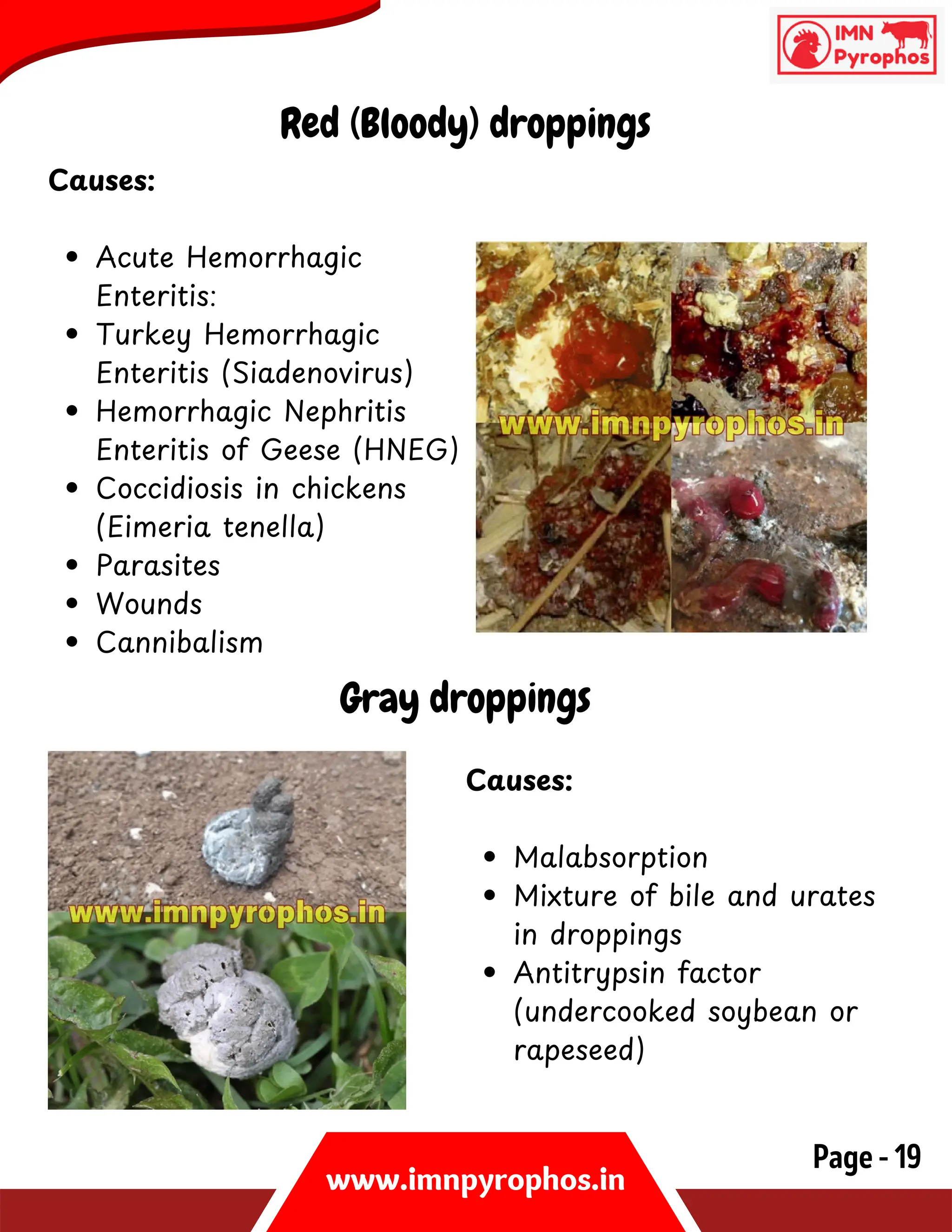 Poultry Droppings / Chicken Poop Color Guide | PDF