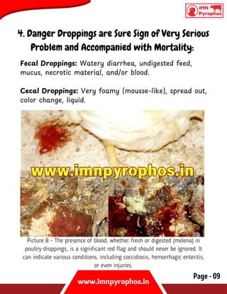 Poultry Droppings / Chicken Poop Color Guide | PDF