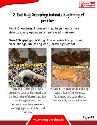 Poultry Droppings / Chicken Poop Color Guide | PDF