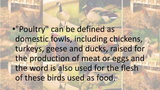 Poultry | PPTX