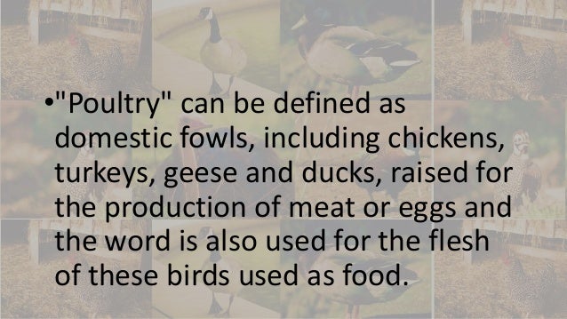 Poultry Meaning