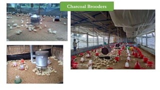 Poultry equipment.pptx