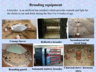 Poultry equipments | PPTX