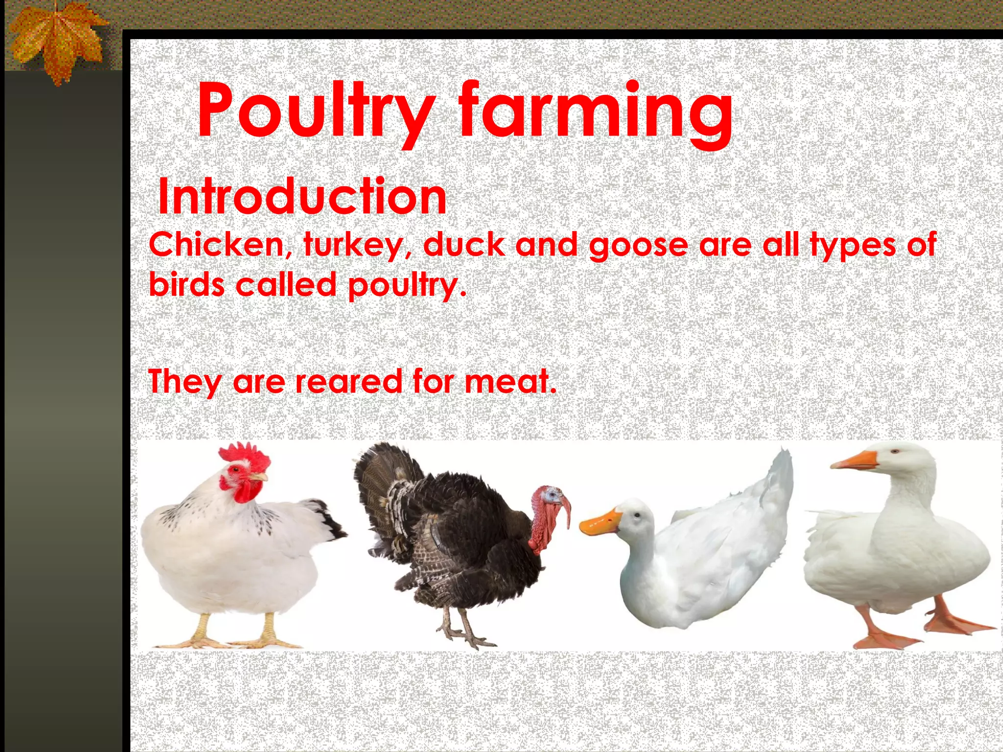 Poultry farming Shared By Abdul Qahar | PPT