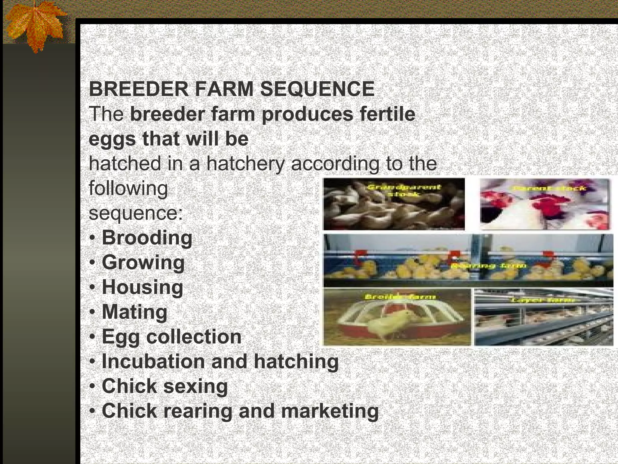 Poultry farming Shared By Abdul Qahar | PPT