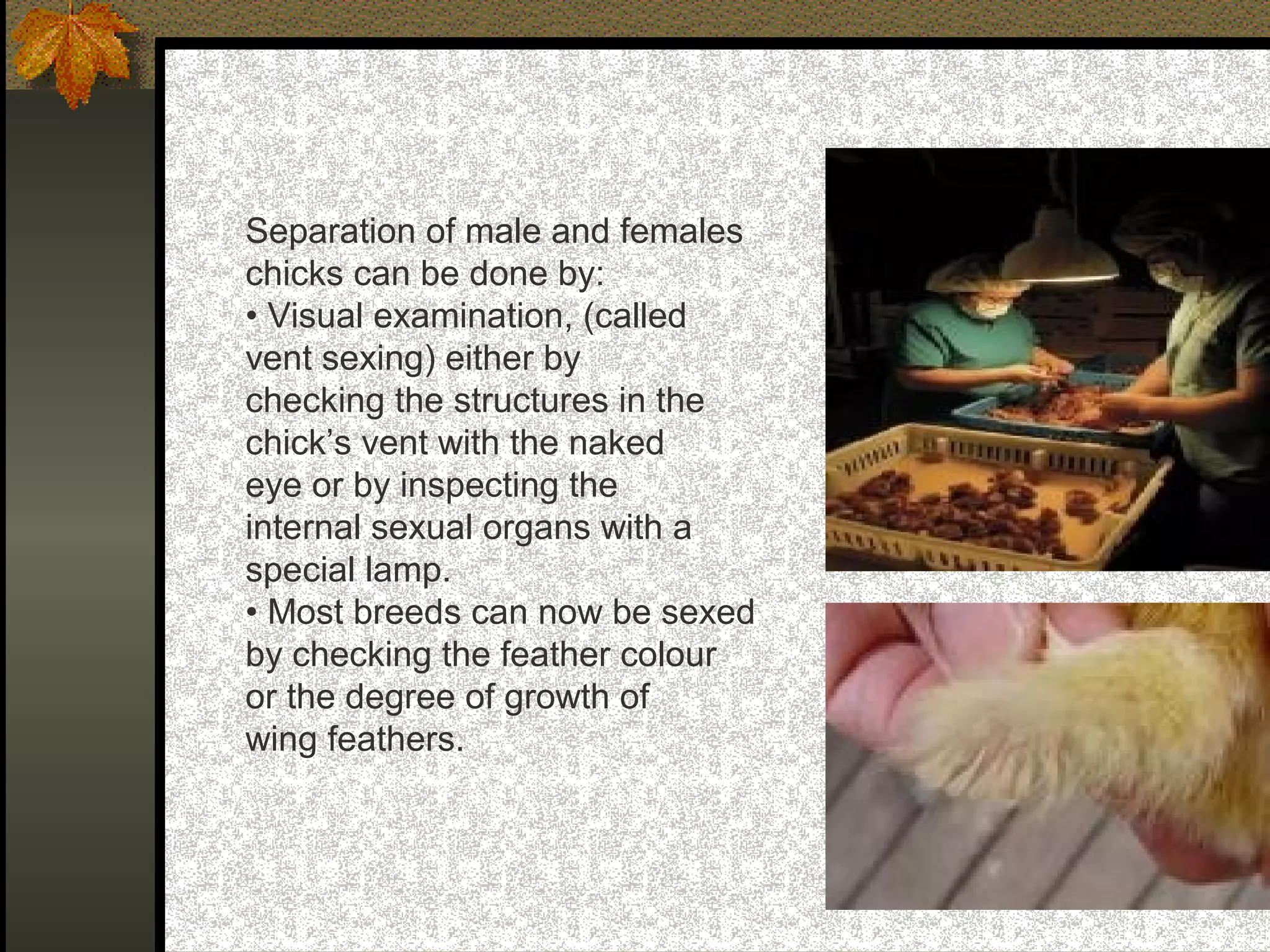 Poultry farming Shared By Abdul Qahar | PPT
