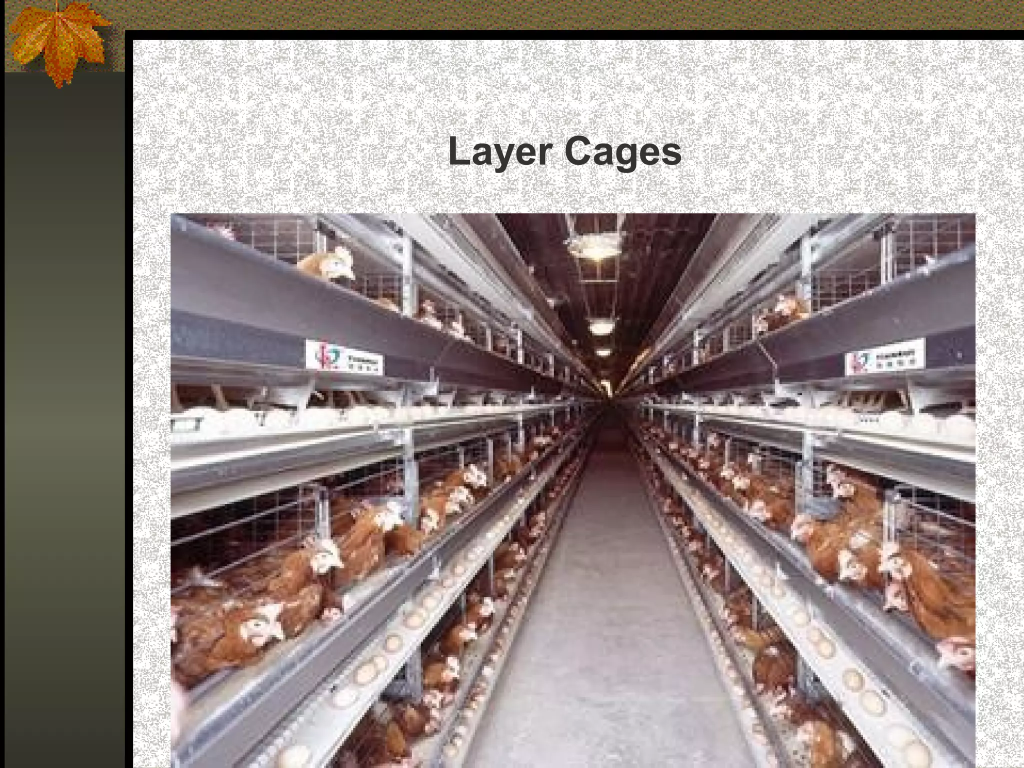 Poultry farming Shared By Abdul Qahar | PPT