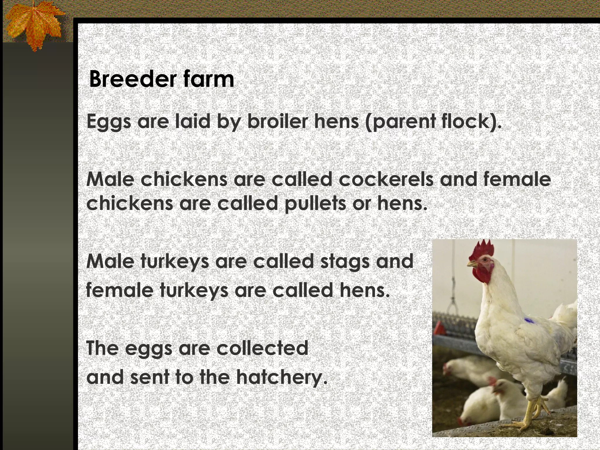 Poultry farming Shared By Abdul Qahar | PPT