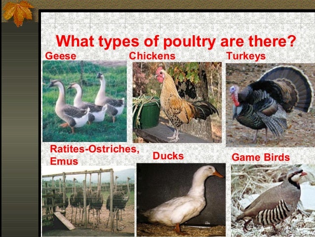 Poultry Farming And Animals