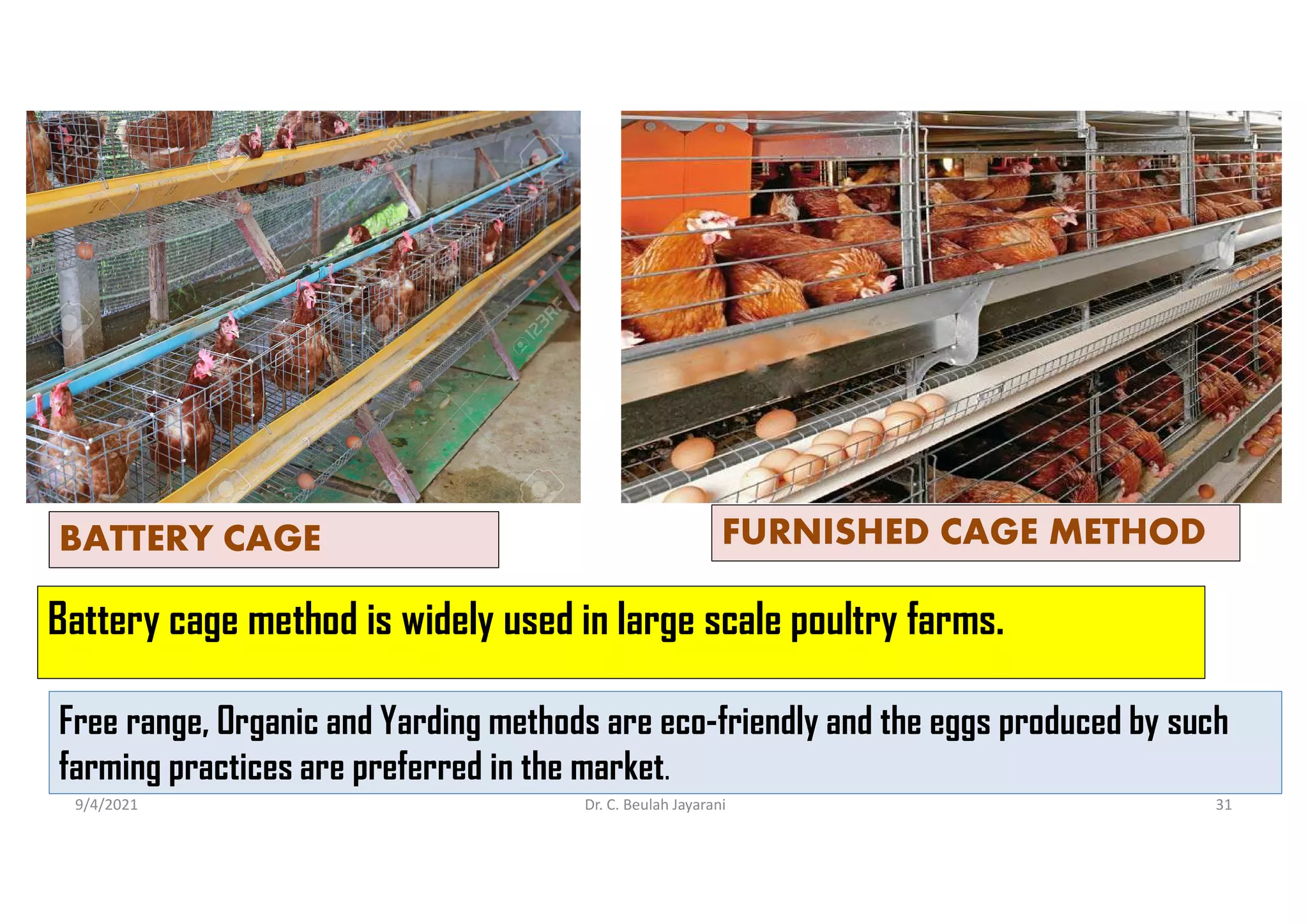 Poultry farming | PDF