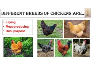 Poultry farming | PDF