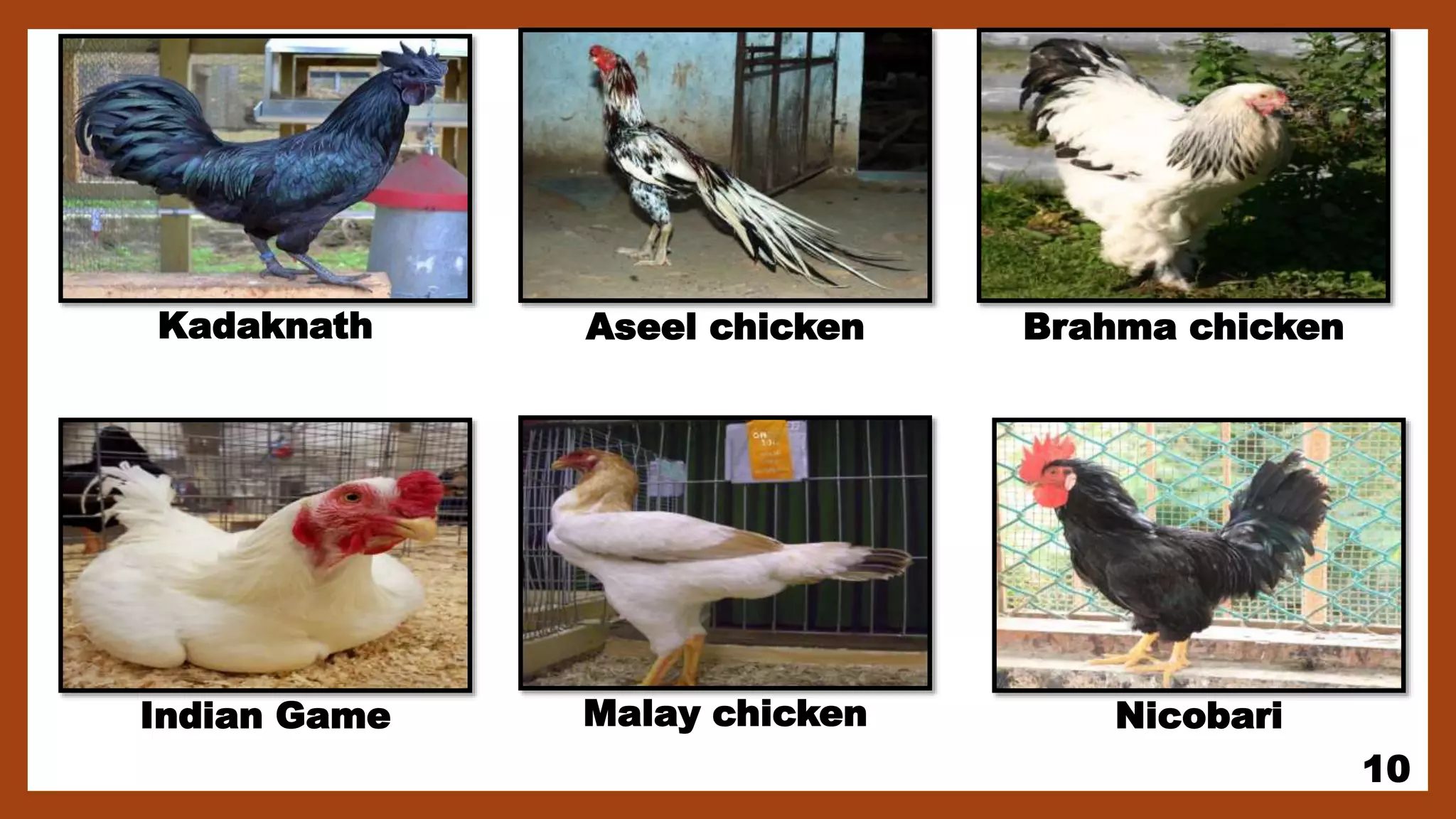 poultry_farming_.....final presentation.pptx