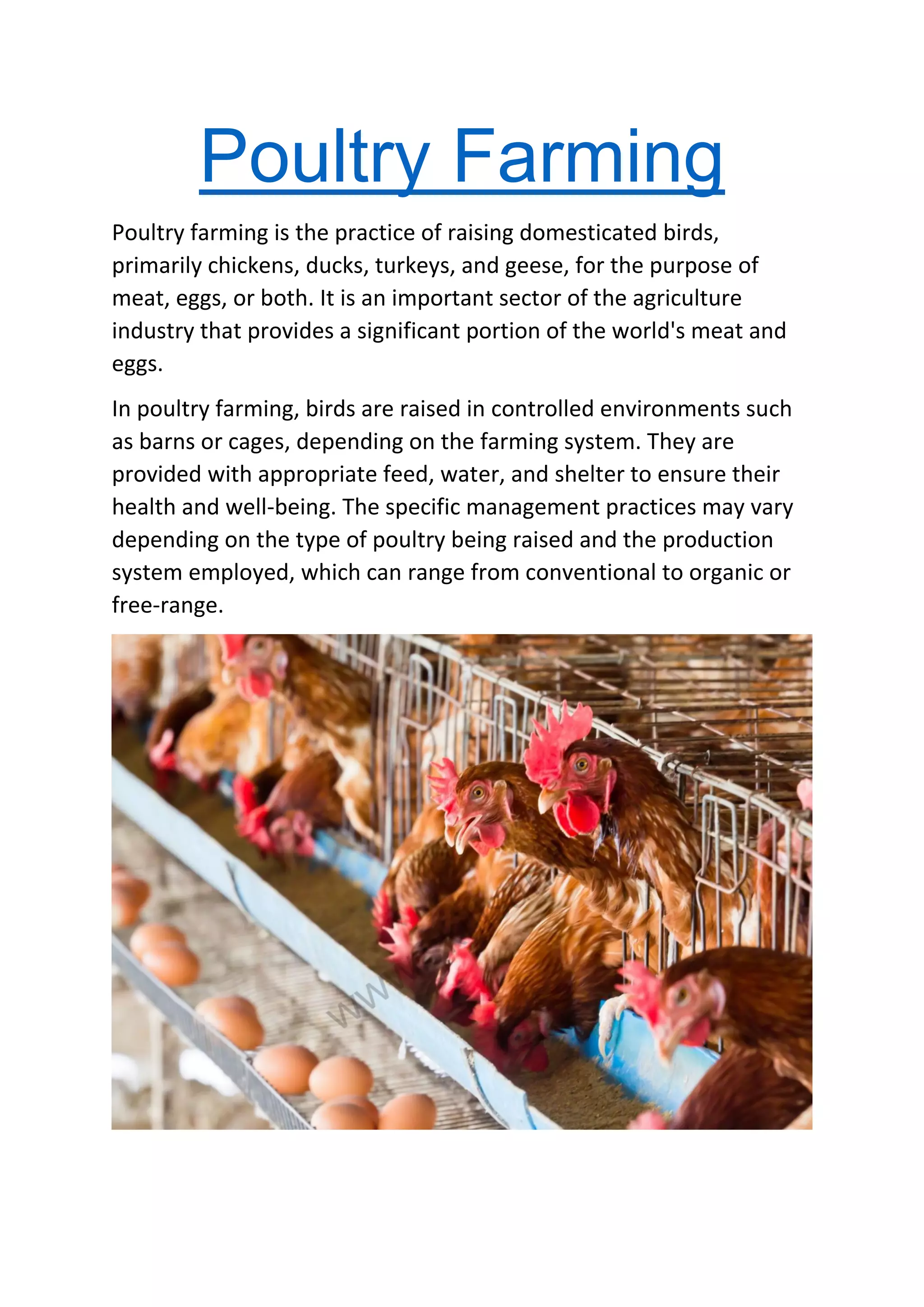 Poultry Farming