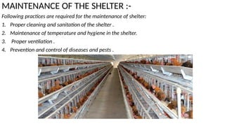 POULTRY FARMING final ppt.pptx 123456789 | PPTX