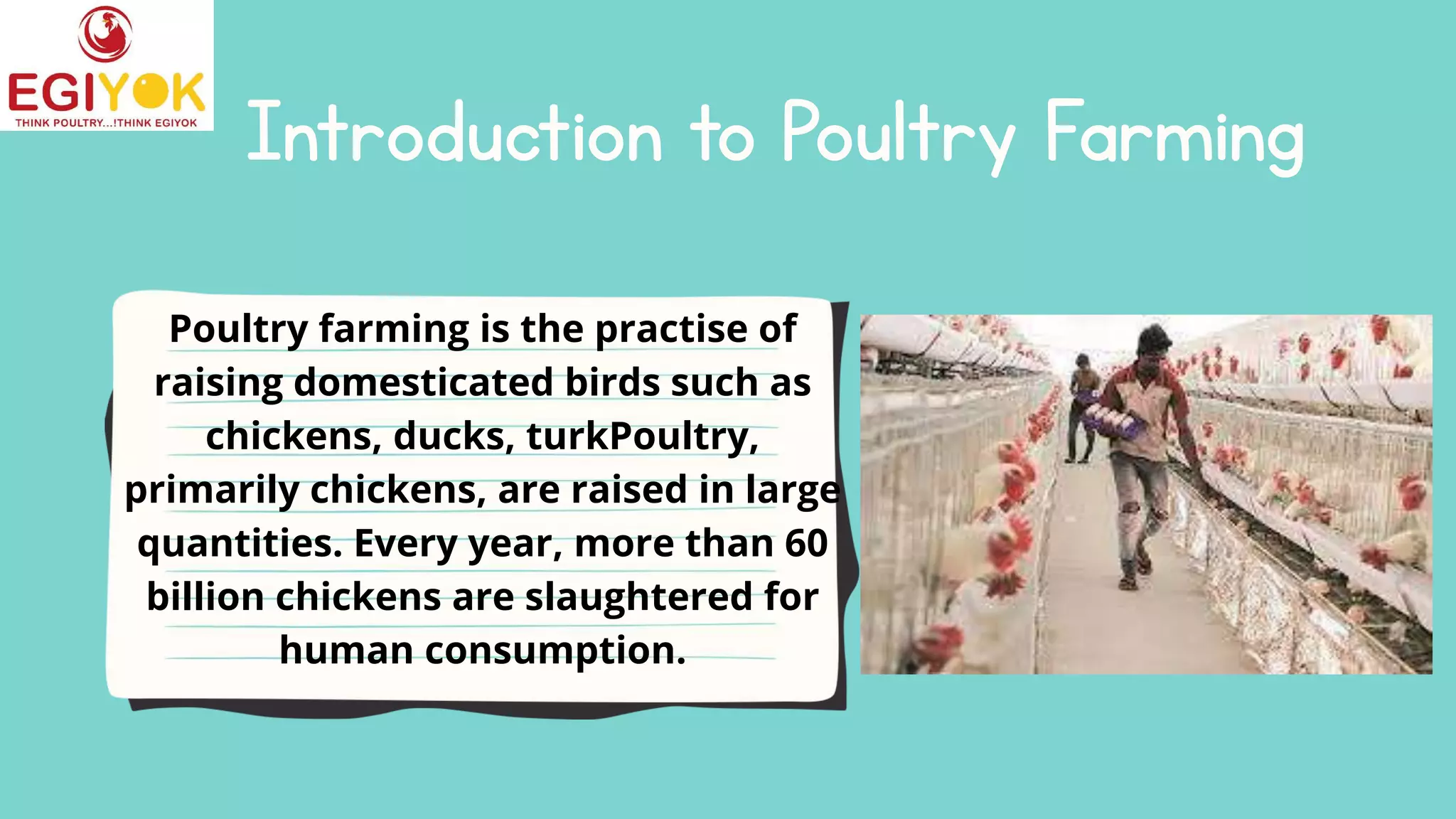 Poultry farming | PPTX