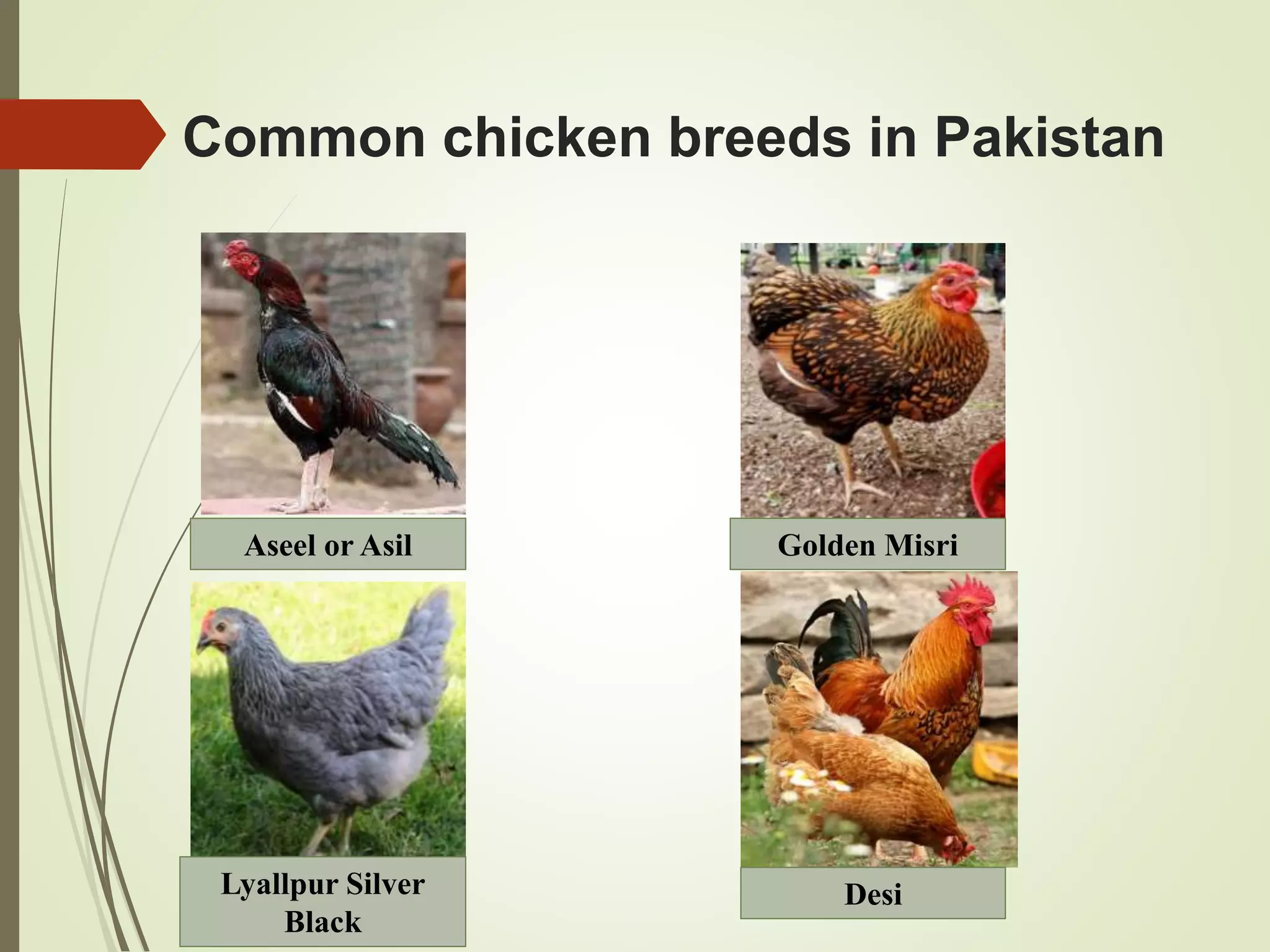 Poultry Farming Lecture .pptx