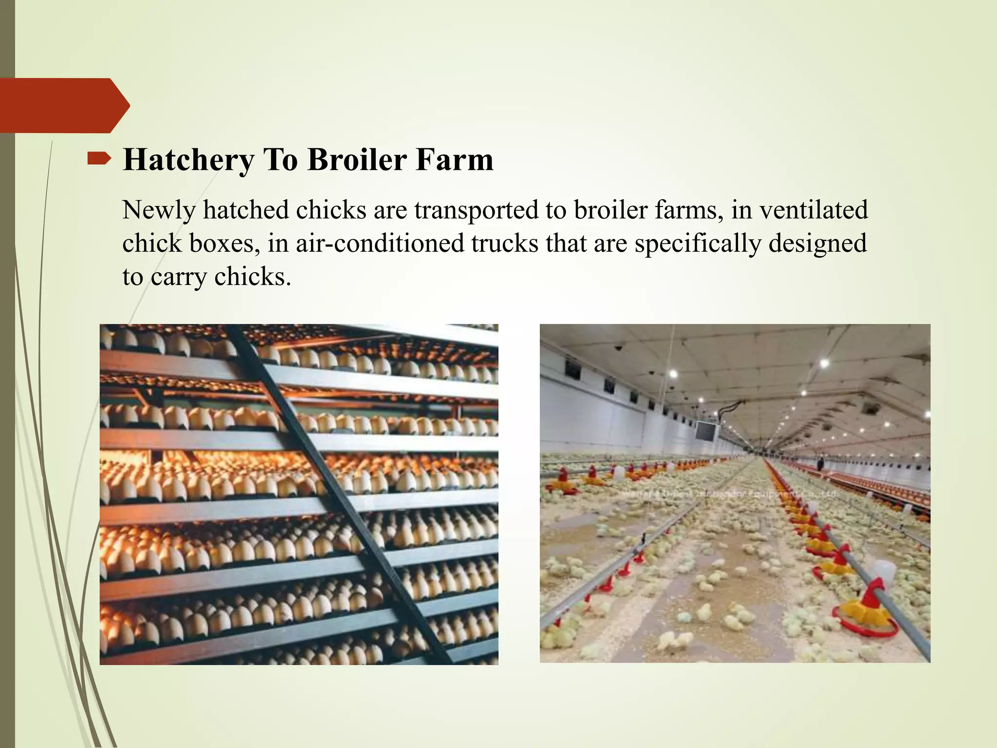 Poultry Farming Lecture .pptx