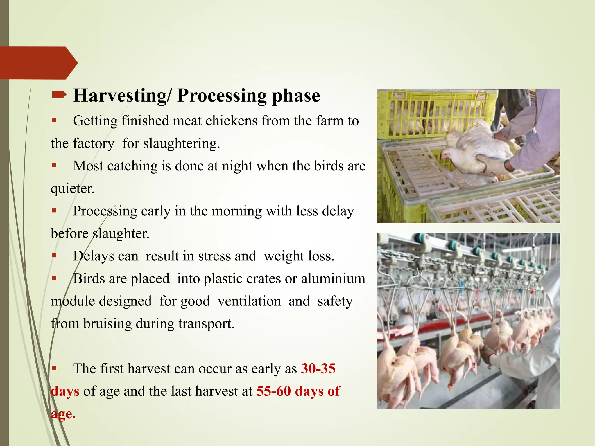 Poultry Farming Lecture .pptx