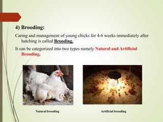 Poultry Farming Lecture .pptx