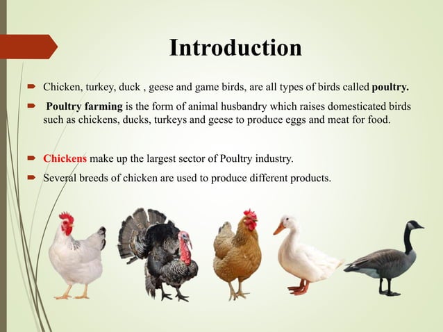 Poultry Farming Lecture .pptx