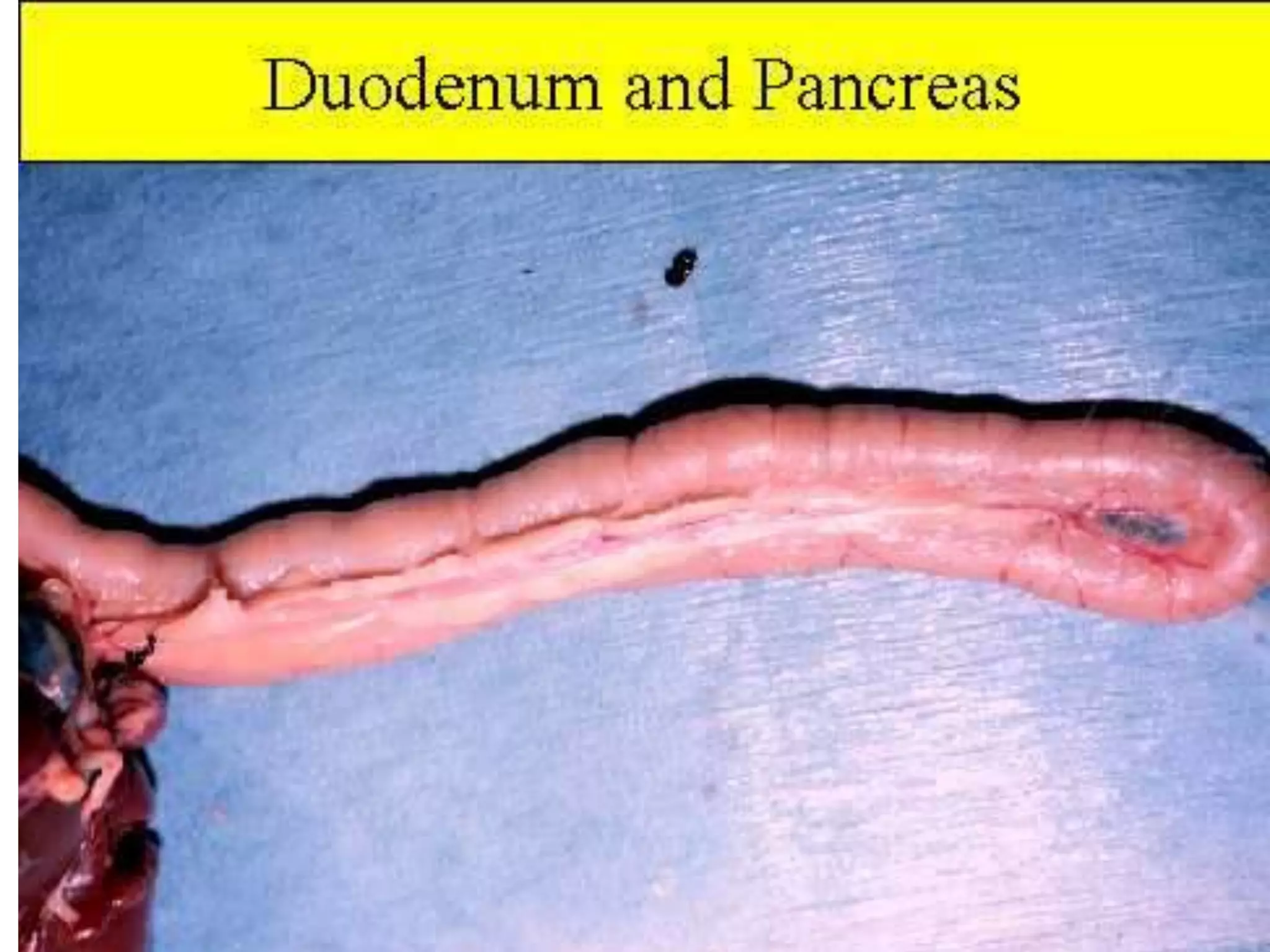 digestive system of Poultry | PPTX
