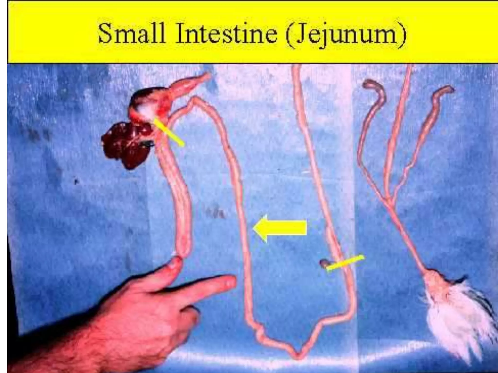 digestive system of Poultry | PPTX