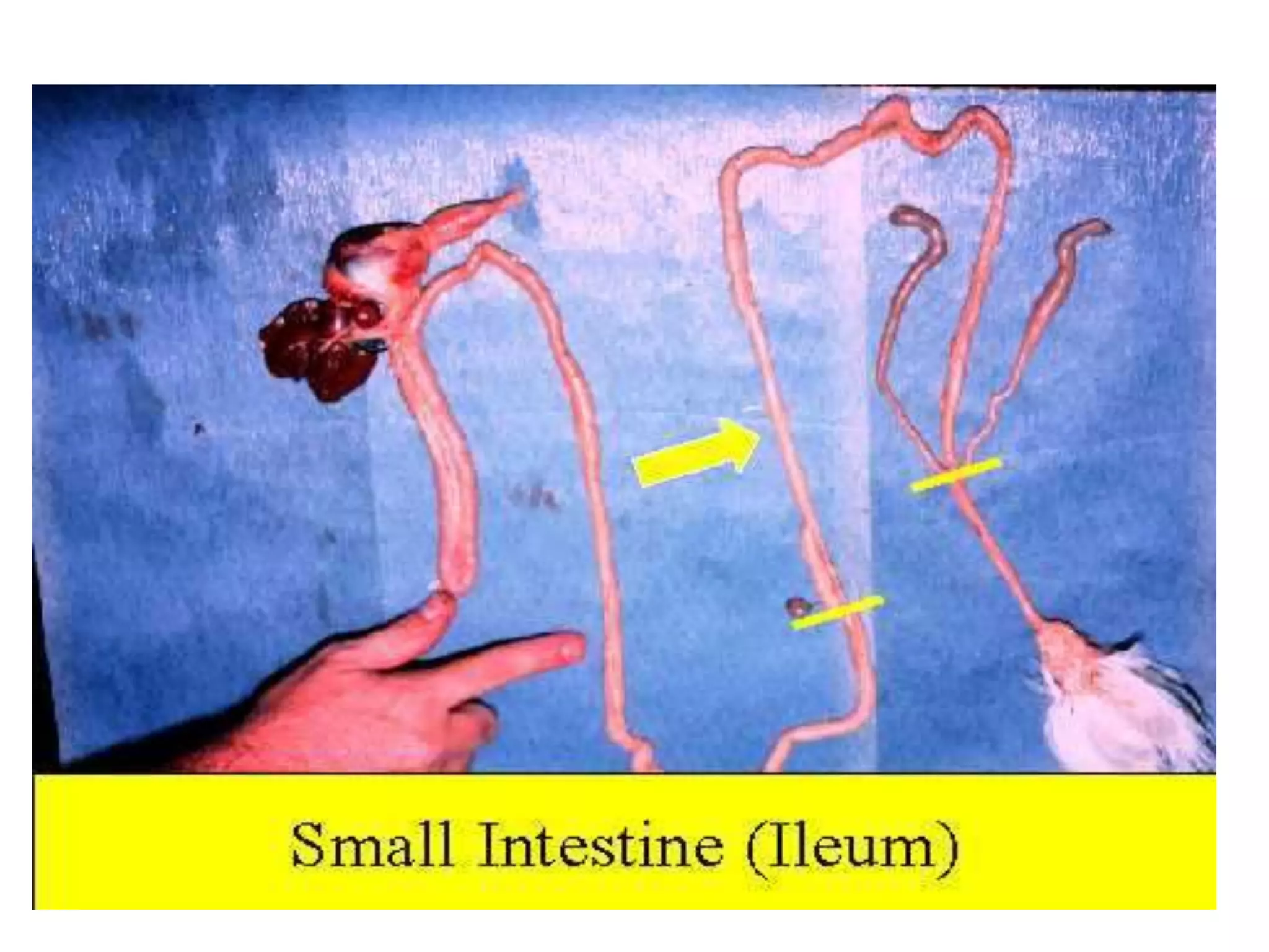 digestive system of Poultry | PPTX
