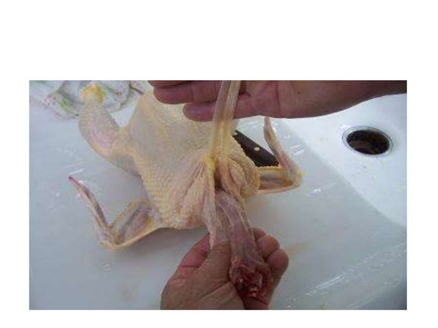 digestive system of Poultry | PPTX | Birds | Pets