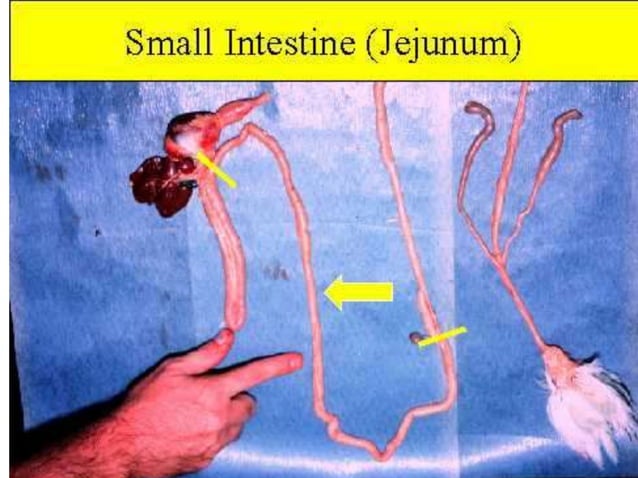 digestive system of Poultry | PPTX | Birds | Pets