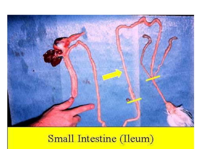 digestive system of Poultry | PPTX | Birds | Pets