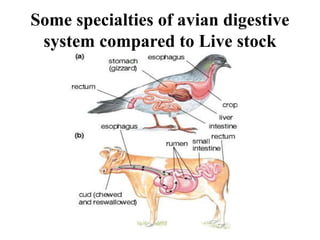 Chicken Digestive System