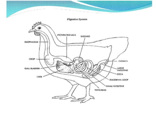 Chicken Digestive System