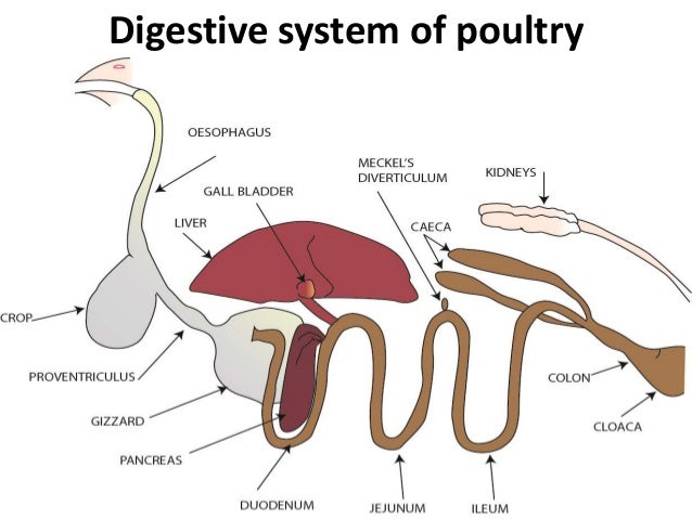 Duck Reproductive Anatomy