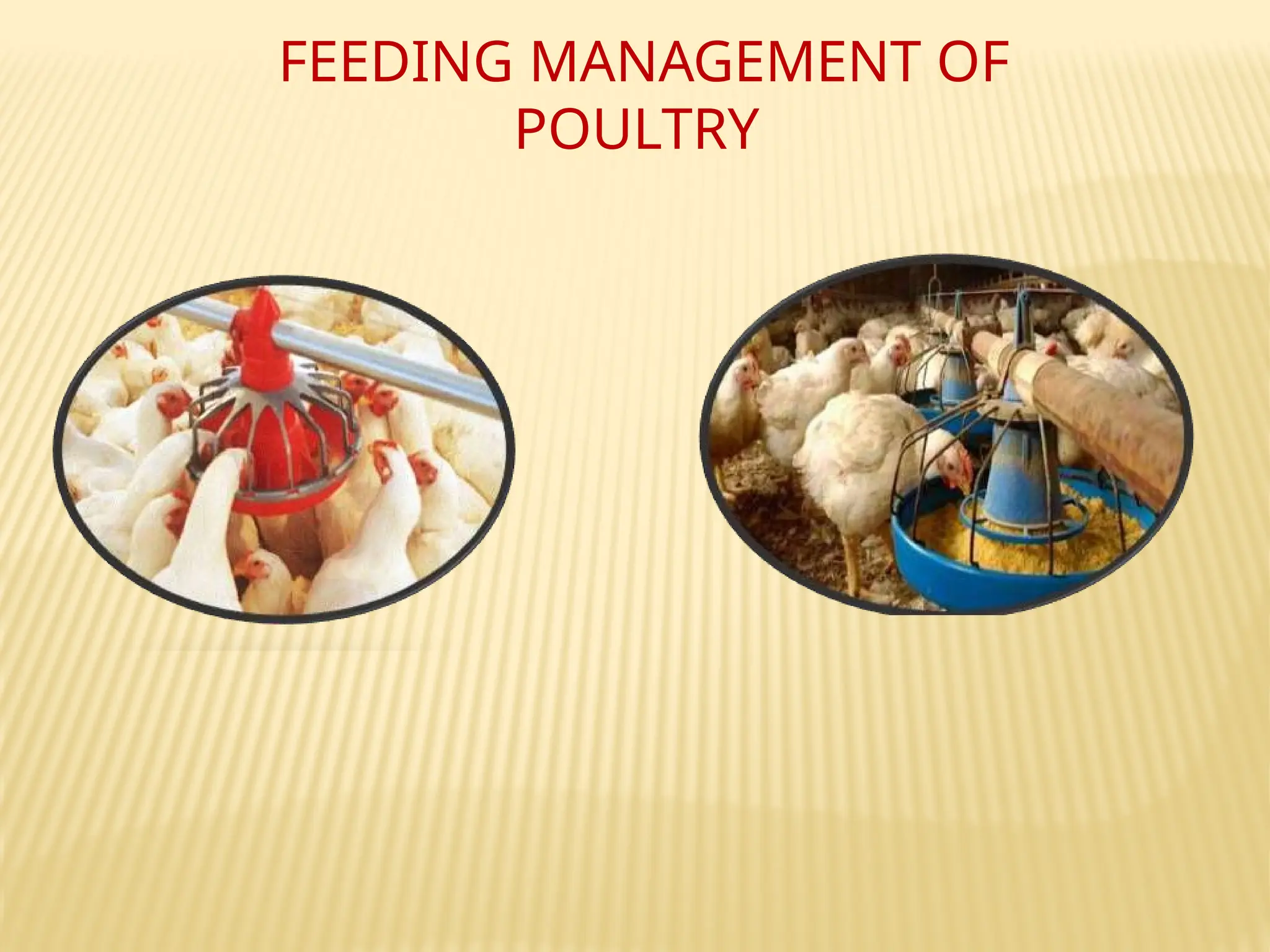 importance of scientific and proper POULTRY FEEDING | PPTX