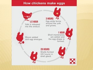 importance of scientific and proper POULTRY FEEDING | PPTX