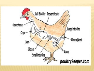 importance of scientific and proper POULTRY FEEDING | PPTX