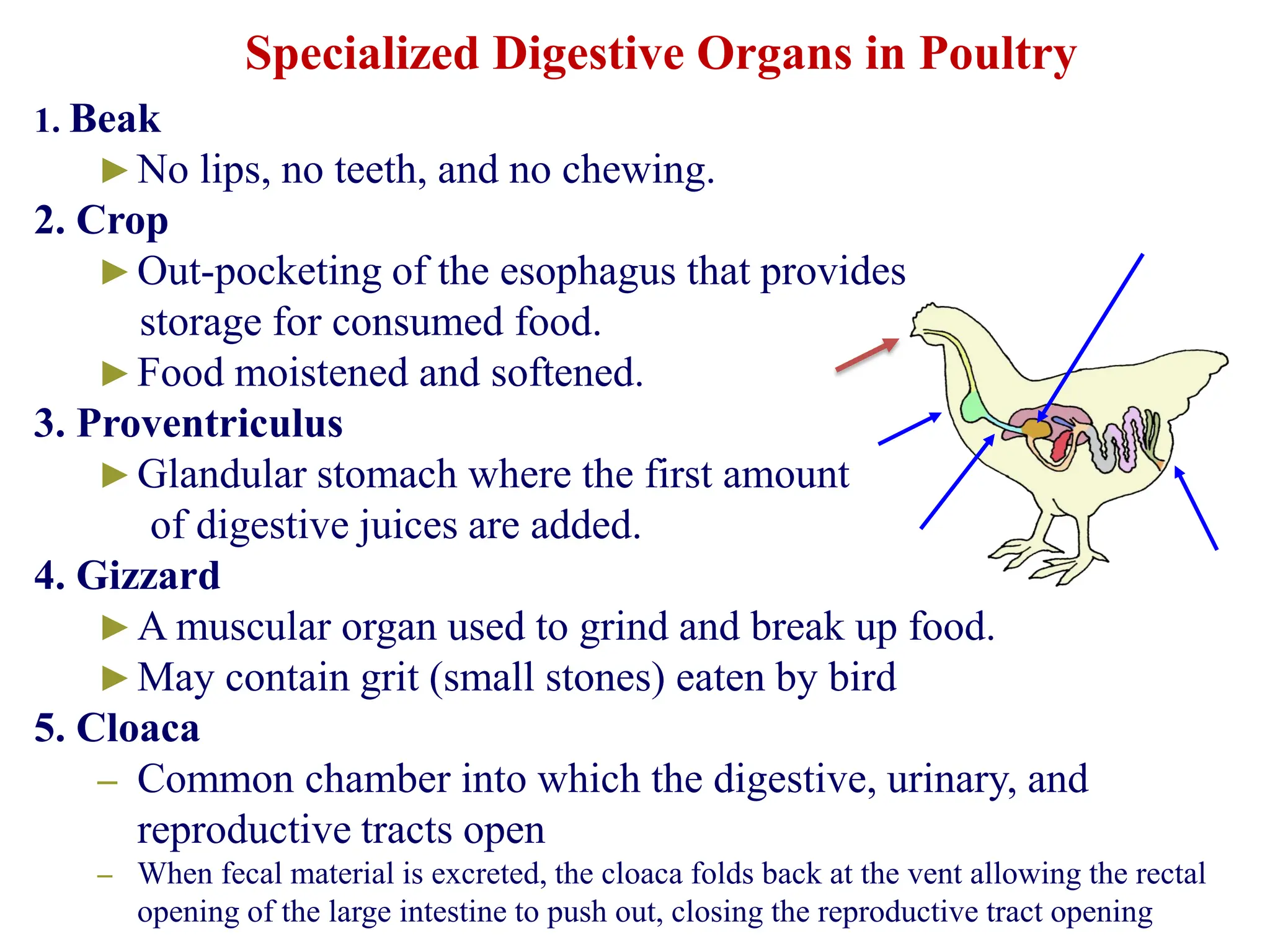Feeding of Broiler, Layer, Duck, Guine fowl, Japanese Quail, Emu ...